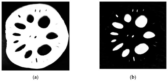 An Investigation of Pull-Out Force of Semi-Buried Lotus Roots after ...
