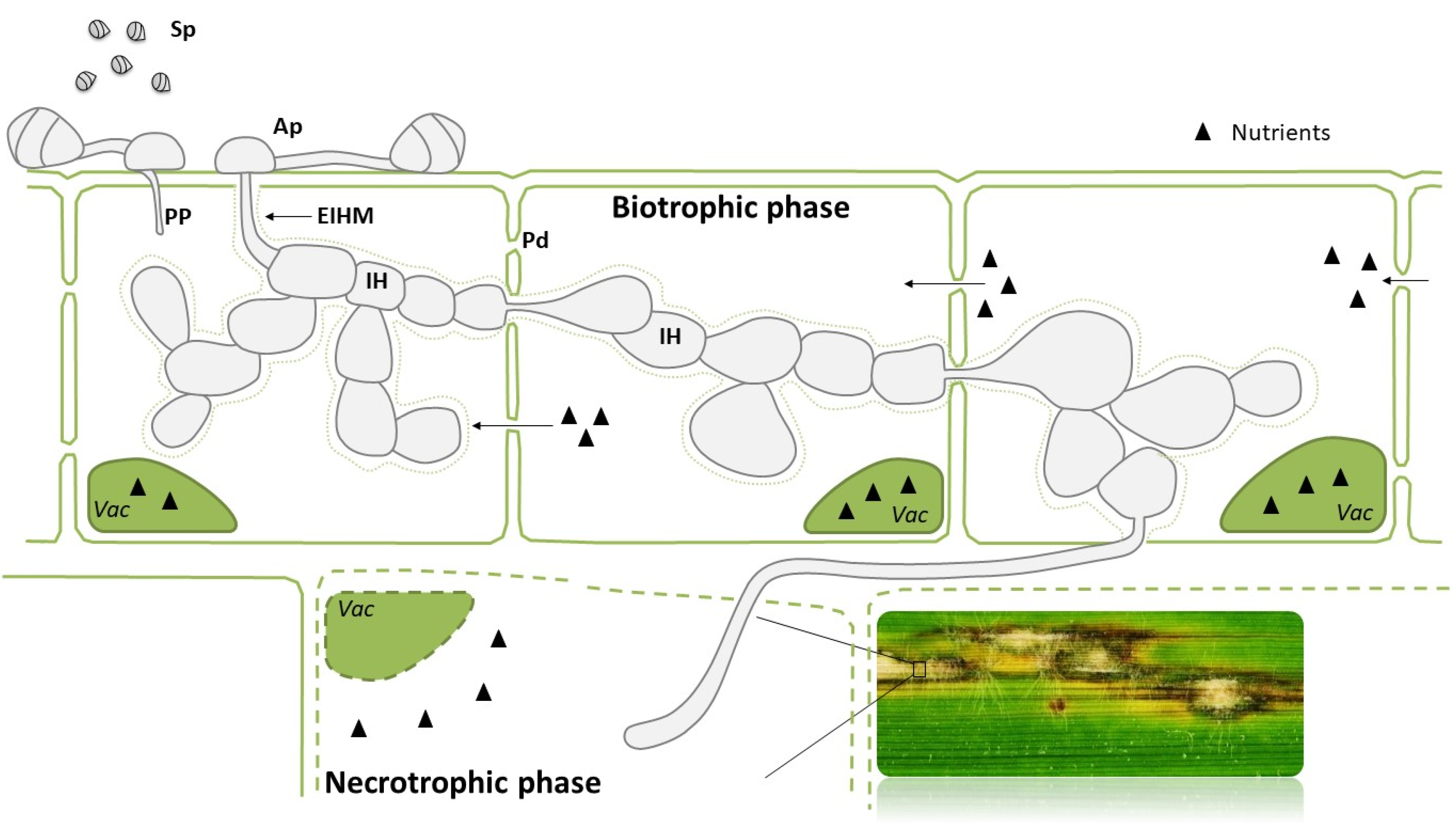 Crosstalk between Nutrient Signalling Pathways and Immune Responses in Rice