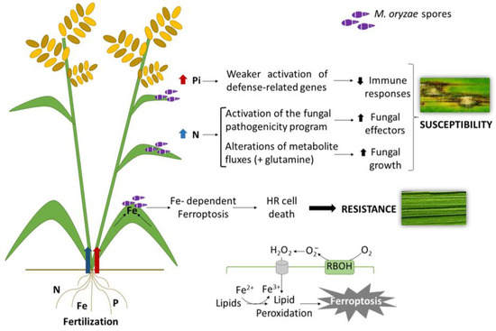 Crosstalk between Nutrient Signalling Pathways and Immune Responses in Rice