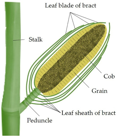 Tensile Properties and Fracture Mechanisms of Corn Bract for Corn ...