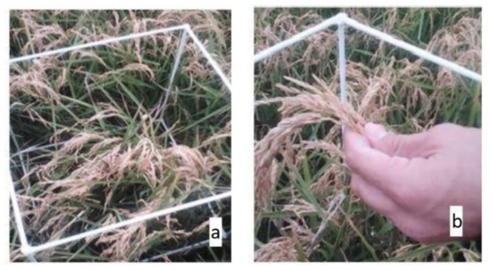 Spatial Analysis of Agronomic Data and UAV Imagery for Rice Yield ...