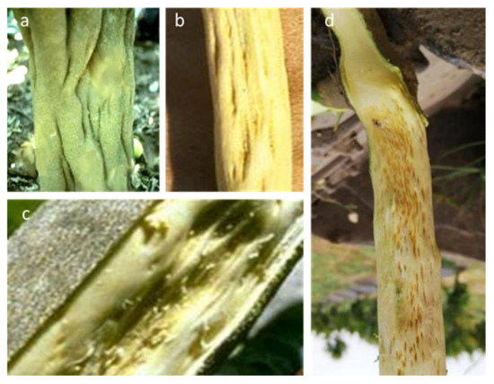 Exotic and Emergent Citrus Viruses Relevant to the Mediterranean Region