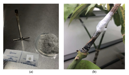 Neofusicoccum batangarum Causing Dieback of Mango (Mangifera indica) in ...