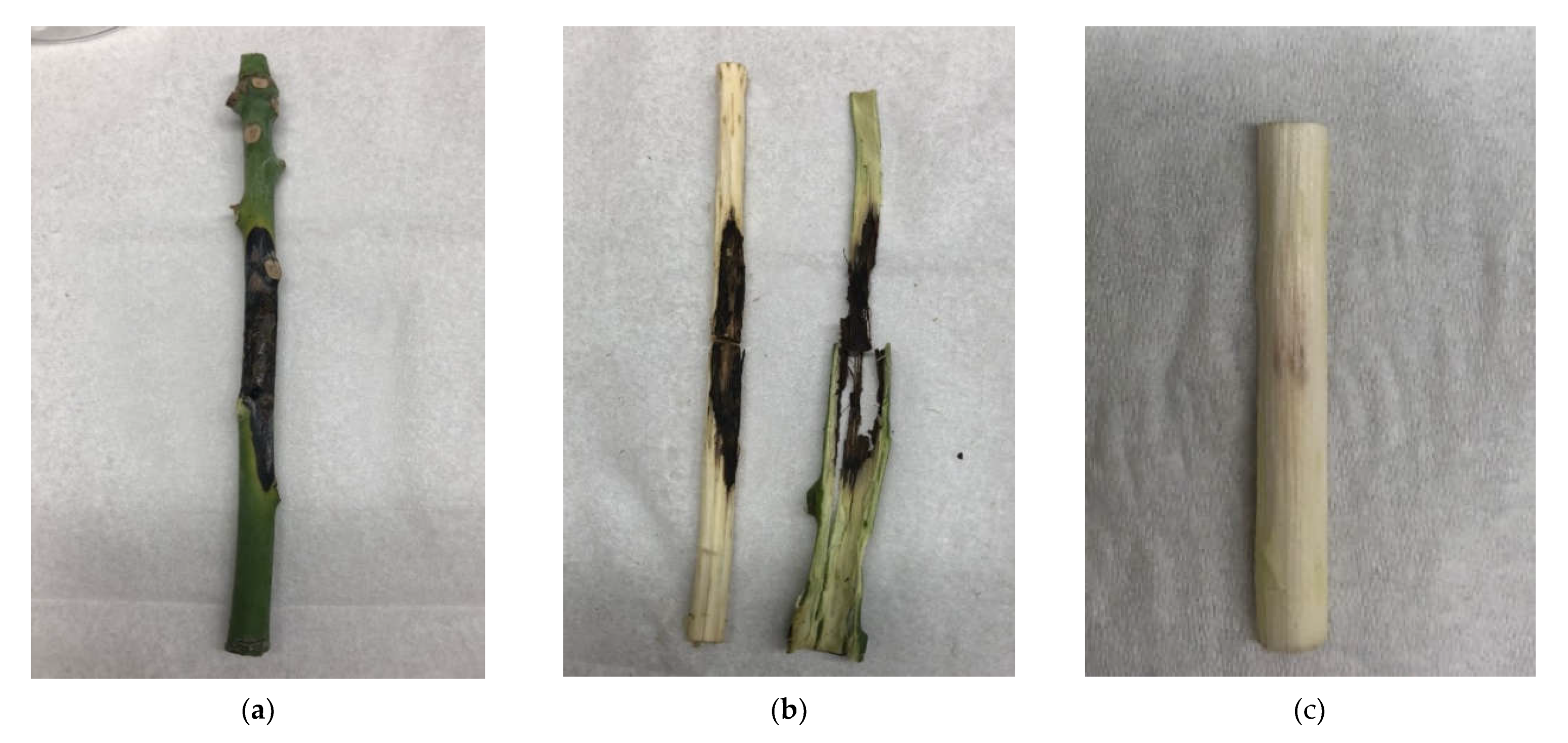 Neofusicoccum batangarum Causing Dieback of Mango (Mangifera indica) in ...