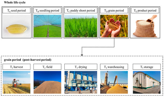 Hazard Analysis of Traditional Post-Harvest Operation Methods and the ...