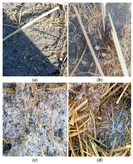 Hazard Analysis of Traditional Post-Harvest Operation Methods and the ...