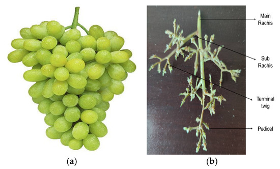 Experimental Research on Grape Cluster Vibration Signals during ...