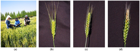 Detection of Fusarium Head Blight in Wheat Ears Using Continuous Wavelet Analysis and PSO-SVM