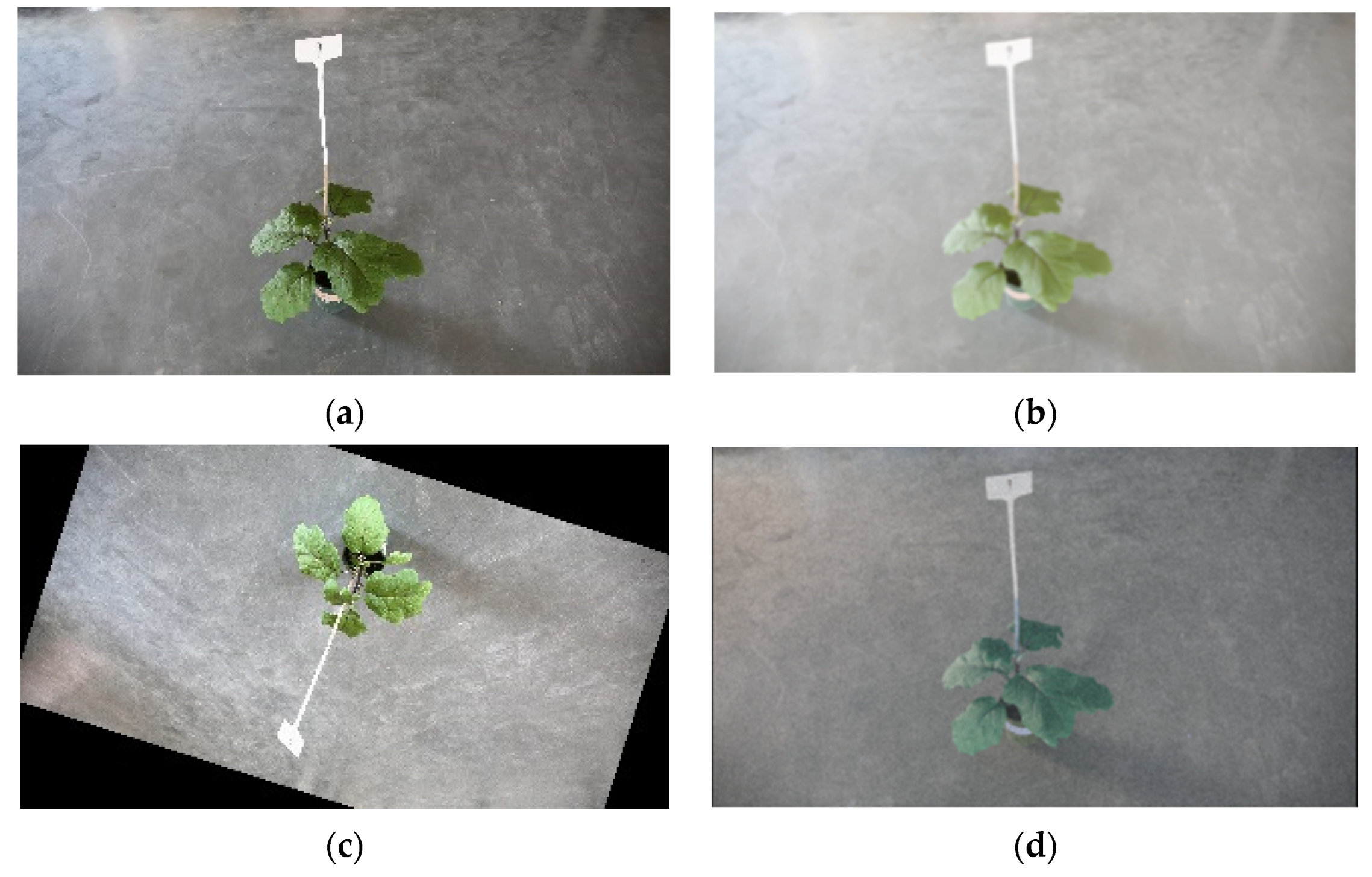 Counting Dense Leaves under Natural Environments via an Improved Deep ...