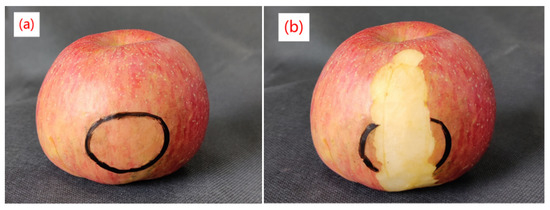 An Octopus-Inspired Bionic Flexible Gripper for Apple Grasping