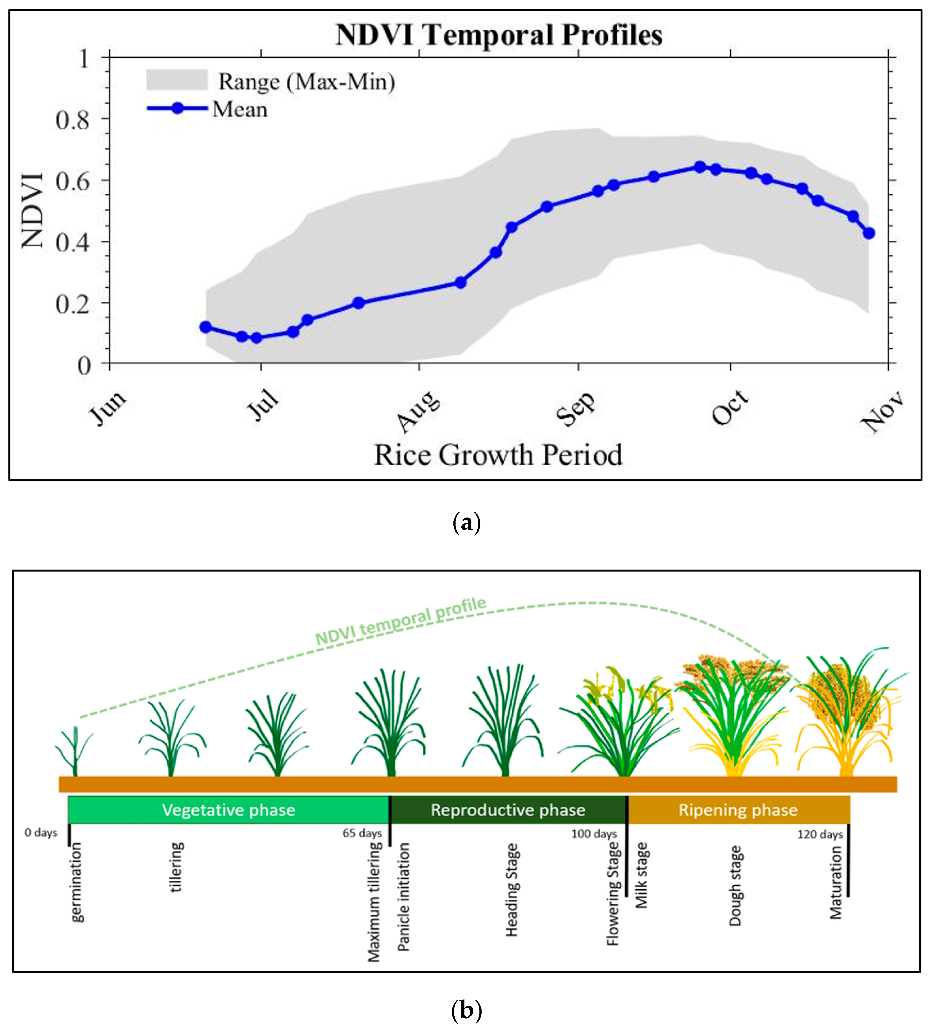 Estimation And Forecasting Of Rice Yield Using Phenology Based Algorithm And Linear Regression