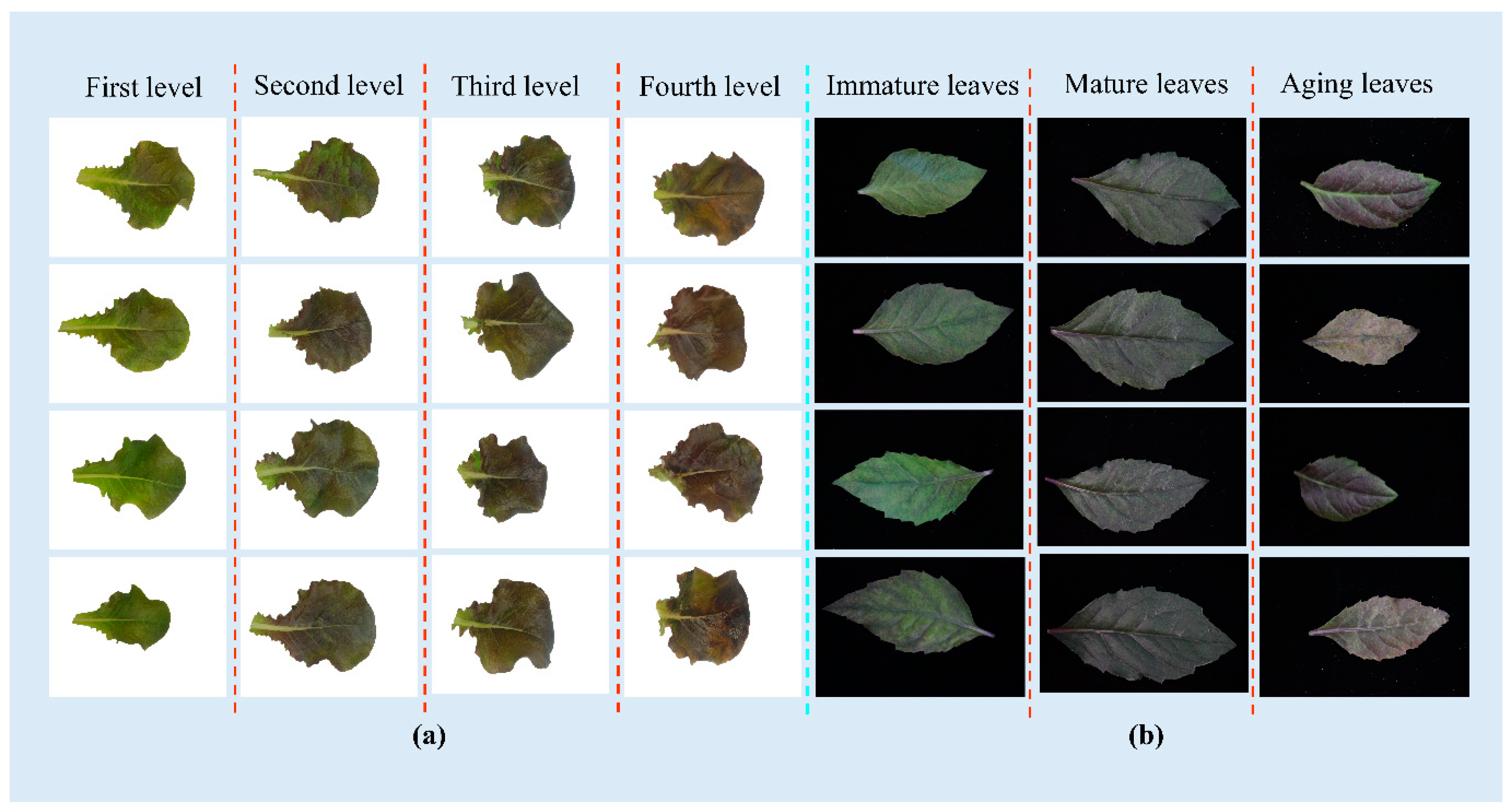 An Automatic Light Stress Grading Architecture Based on Feature ...