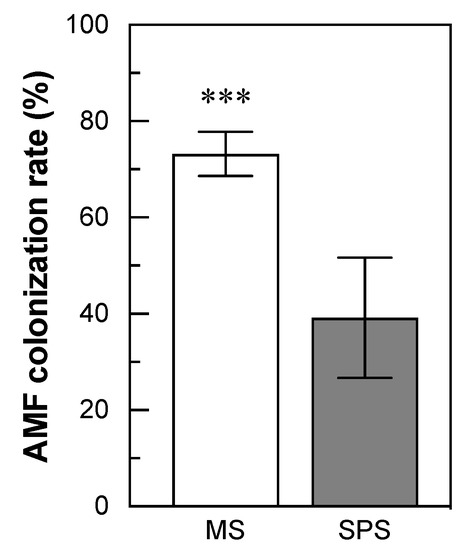 Arbuscular Mycorrhizal Communities in the Roots of Sago Palm in Mineral ...