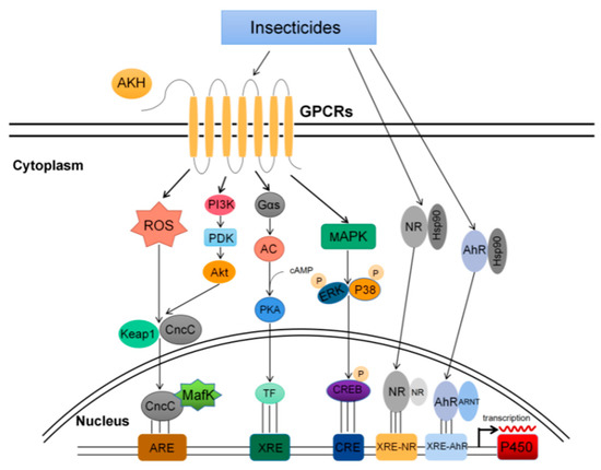 The Role of Insect Cytochrome P450s in Mediating Insecticide Resistance
