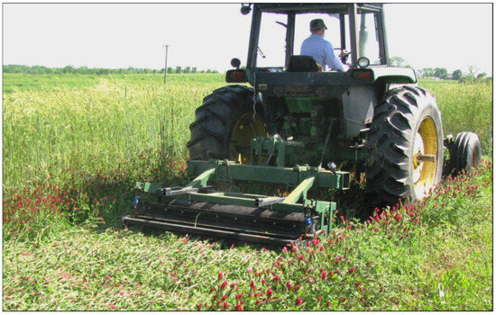 Effectiveness of Cover Crop Termination Methods on No-Till Cantaloupe