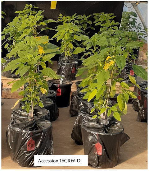 Transpiration Responses of Herbicide-Resistant and -Susceptible Palmer ...