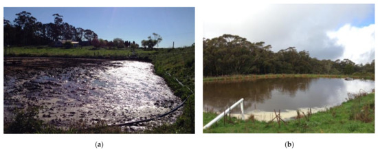 Effect of Dairy Pond Sludge/Supernatant Application on Ryegrass Dry ...