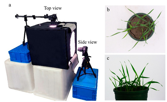 Evaluating the Waterlogging Tolerance of Wheat Cultivars during the ...