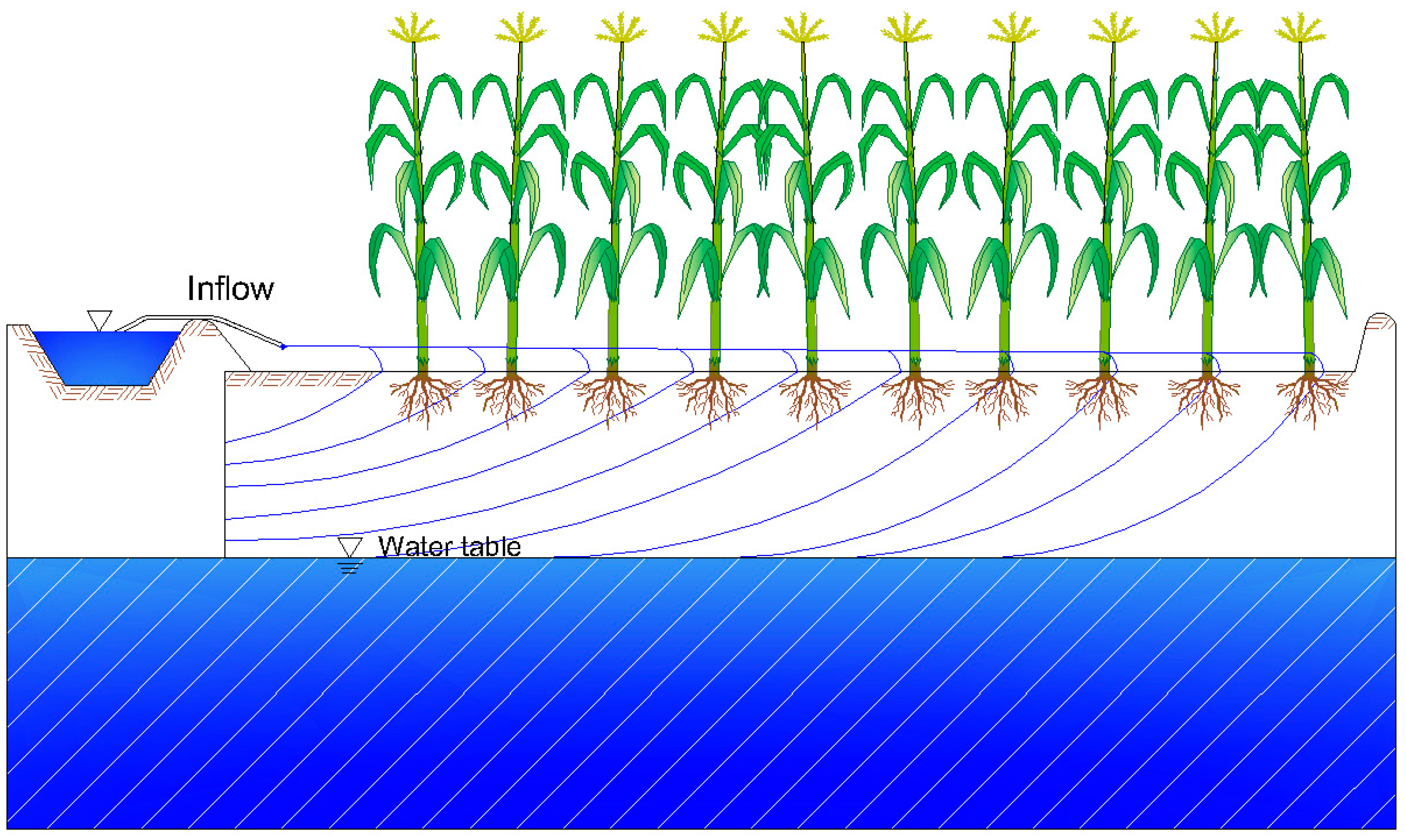 Border Irrigation