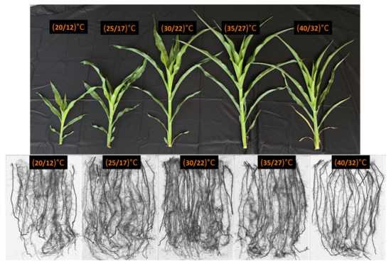 Temperature Effects on the Shoot and Root Growth, Development, and ...