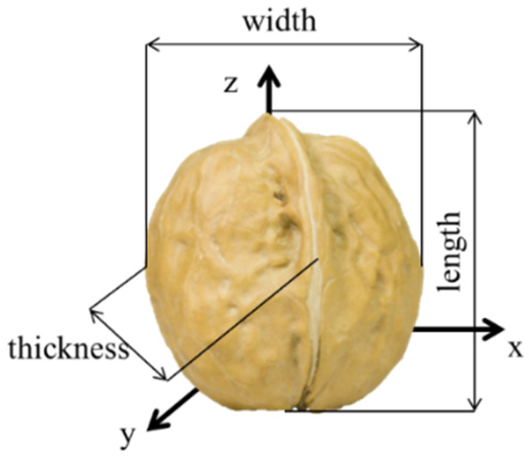 Image Anatomy Of A Walnut