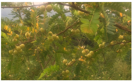 Antioxidant, Anti-Inflammatory Activities, and Neuroprotective ...