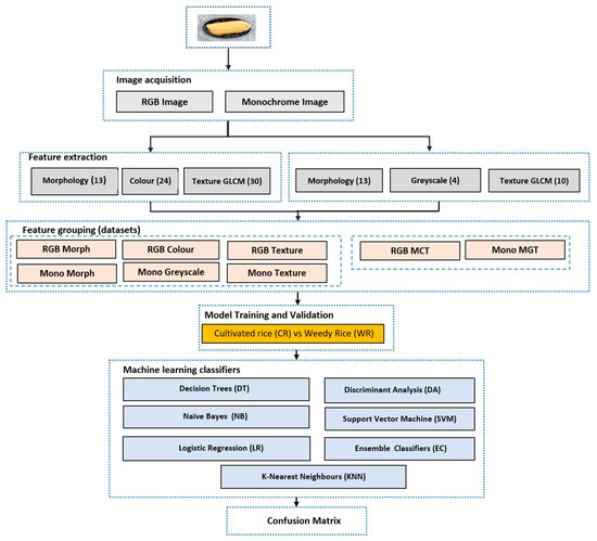 Weedy Rice Classification Using Image Processing and a Machine Learning ...