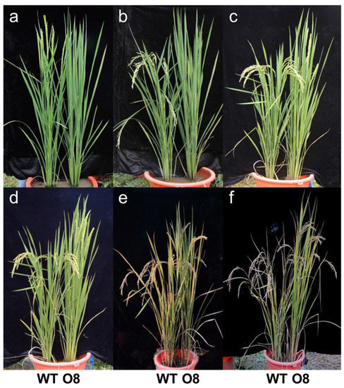 Agriculture | Special Issue : Genetics, Genomics and Breeding of Rice