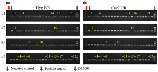 Development of Multiple-Heading-Date mtl Haploid Inducer Lines in Rice