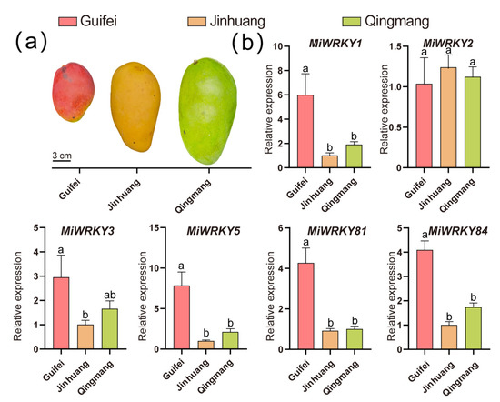 Genome-Wide Identification and Expression Analysis of WRKY Genes during ...