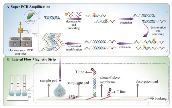 Advanced Technologies in On-Site Detection of Genetically Modified Products