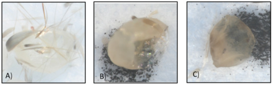 Evaluation of the Egg Predator Blattisocius tarsalis (Mesostigmata ...