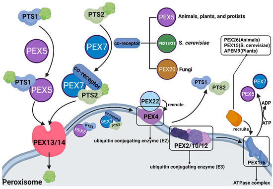 The Overlooked Transformation Mechanisms of VLCFAs: Peroxisomal β-Oxidation
