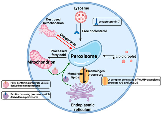 The Overlooked Transformation Mechanisms of VLCFAs: Peroxisomal β-Oxidation