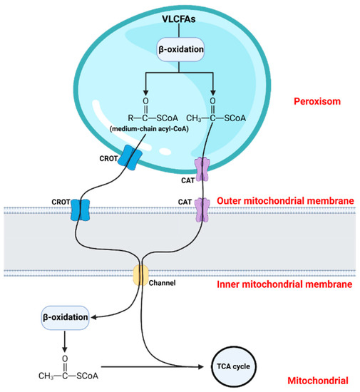 The Overlooked Transformation Mechanisms of VLCFAs: Peroxisomal β-Oxidation