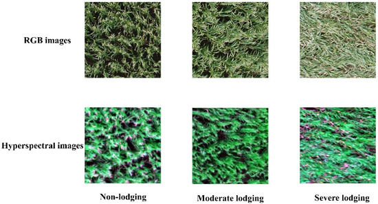 Agriculture | Free Full-Text | Classification of Maize Lodging Extents Using Deep Learning ...