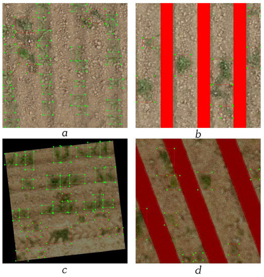 Agriculture | Free Full-Text | Weed Detection in Maize Fields by UAV ...