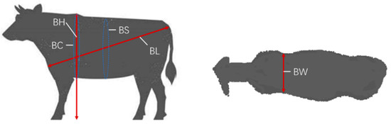 Key Region Extraction and Body Dimension Measurement of Beef Cattle ...
