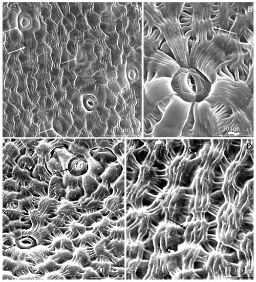 Nectar Secretion, Morphology, Anatomy and Ultrastructure of Floral ...