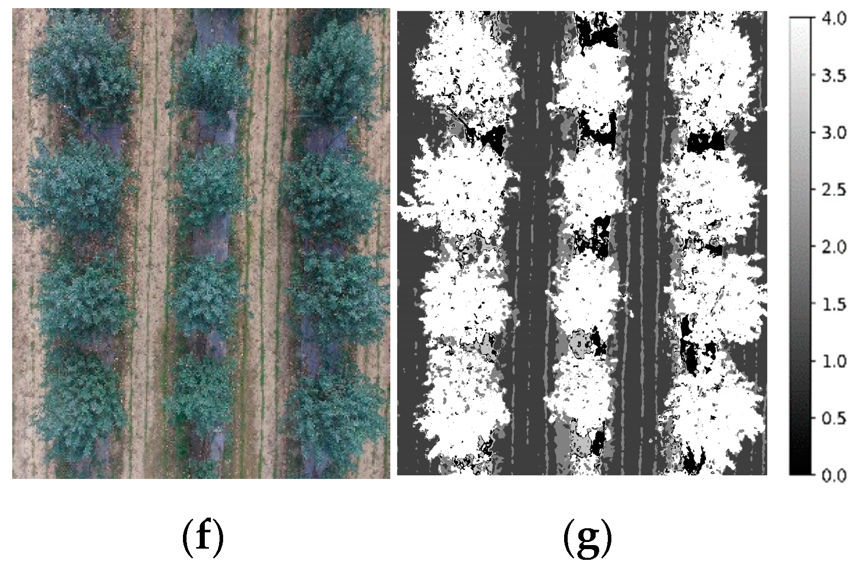Image Segmentation of UAV Fruit Tree Canopy in a Natural Illumination ...