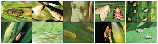 Recommending Advanced Deep Learning Models for Efficient Insect Pest ...