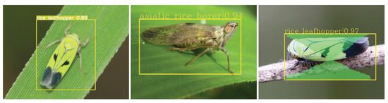 Recommending Advanced Deep Learning Models for Efficient Insect Pest ...