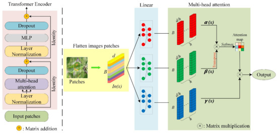 Identifying Field Crop Diseases Using Transformer-Embedded Convolutional Neural Network