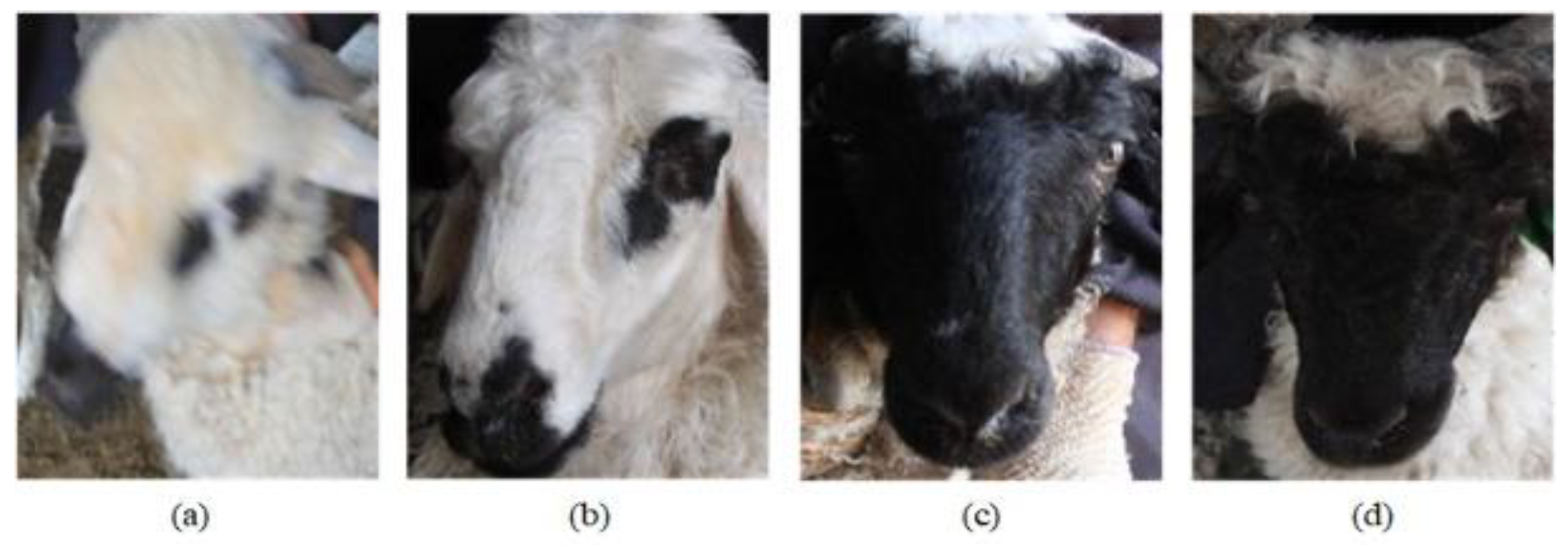 When Mobilenetv2 Meets Transformer: A Balanced Sheep Face Recognition Model