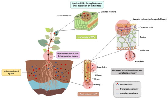 Microplastics in Agricultural Systems: Analytical Methodologies and ...
