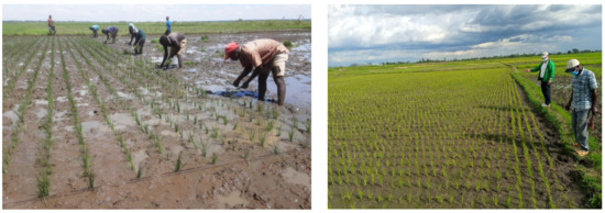 Modest Ag-Extension and Access to Seeds of Aromatic Rice Can Boost ...