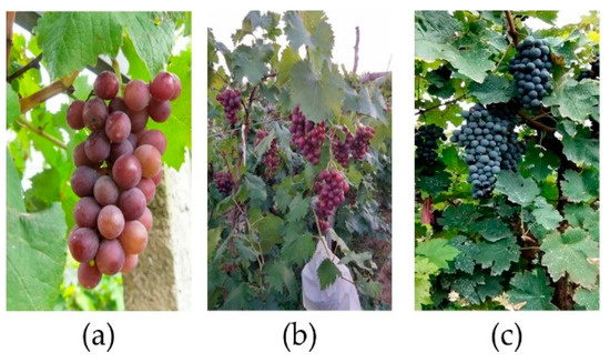 Grape Cluster Real-Time Detection in Complex Natural Scenes Based on ...