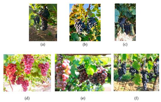 Grape Cluster Real-Time Detection in Complex Natural Scenes Based on YOLOv5s Deep Learning Network