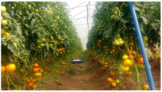 Agriculture | Free Full-Text | Drone-Computer Communication Based Tomato Generative Organ ...