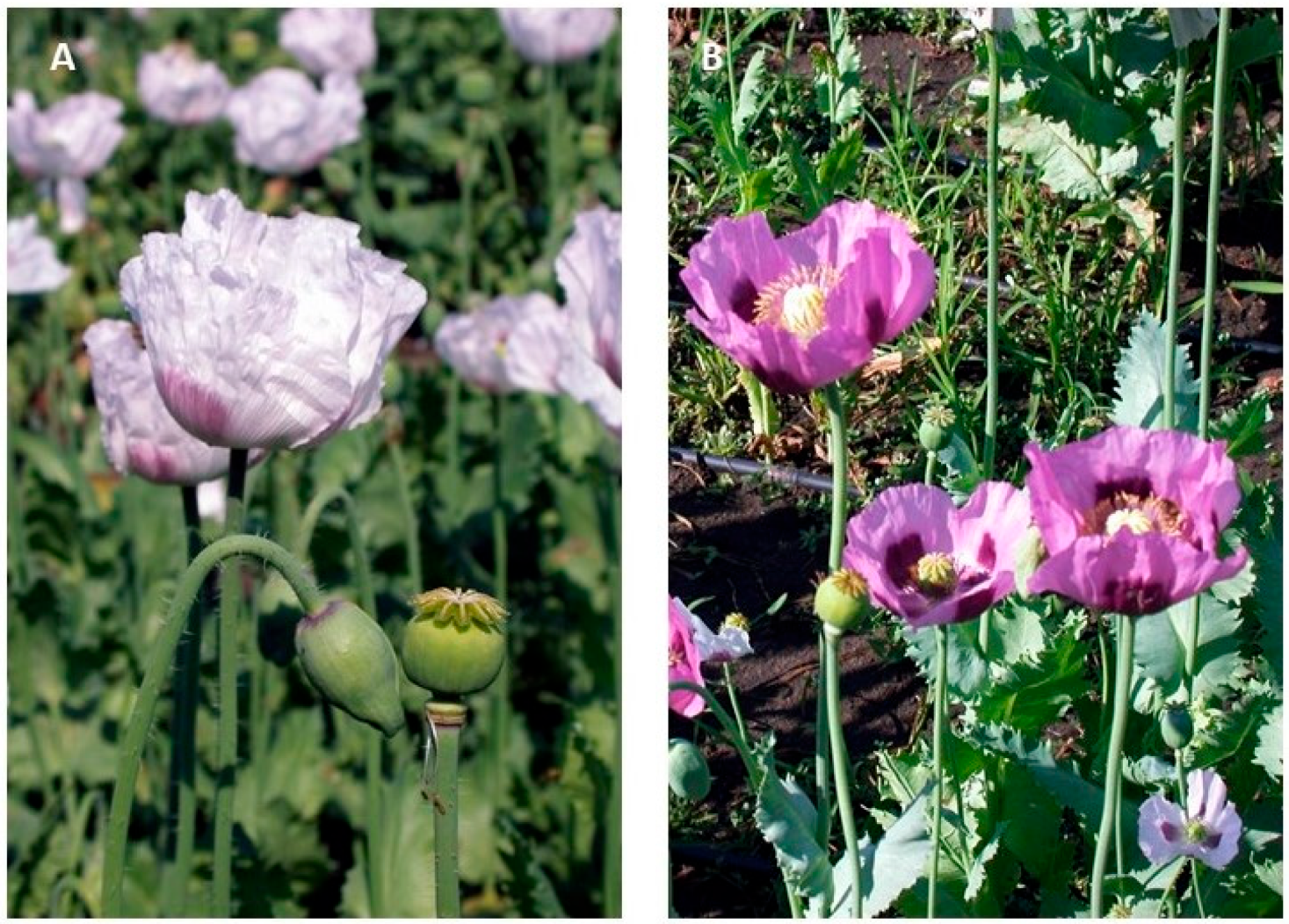 Genetic Diversity and Relationships of Opium Poppy Accessions Based on ...